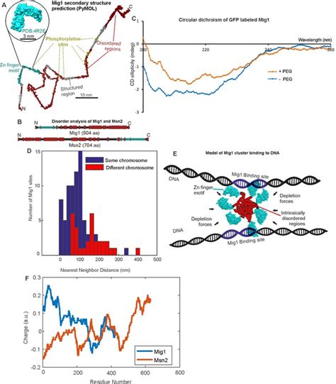 Transcription Factor Clusters Regulate Genes In Eukaryotic Cells Elife