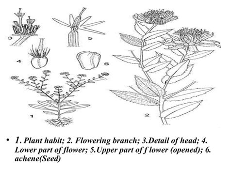 Safflower Pptx Gardening Home And Garden
