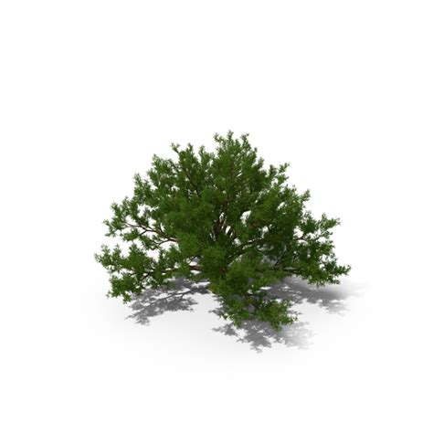 Realistic Oak Tree 3d Object 2443417969 Shutterstock
