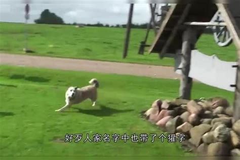 美洲獾大战2条灰狼比平头哥还强悍以一敌二打得野狼屁股尿流 屁股 大战
