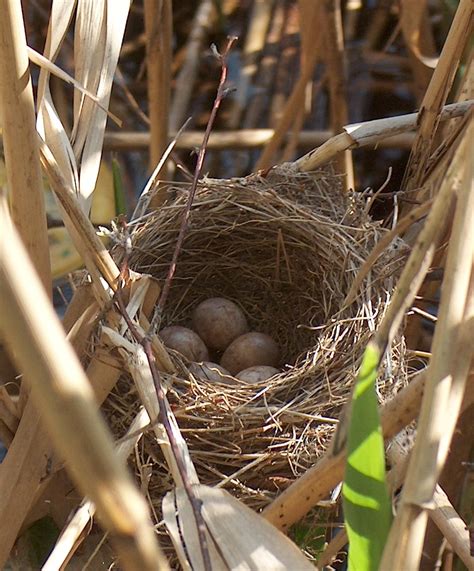 Bird Nest Wikipedia