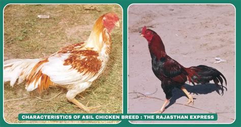 Aseel Fighter Murga Unique Characteristics Of Asil Chicken Breeds
