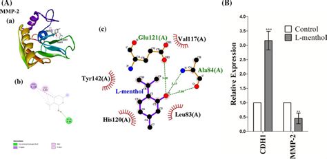 Metastasis Regulation By L Menthol A Docked Complexes Of L Menthol