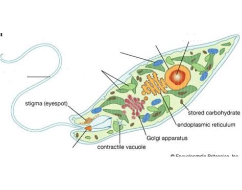 Phylum Euglenozoa Quiz
