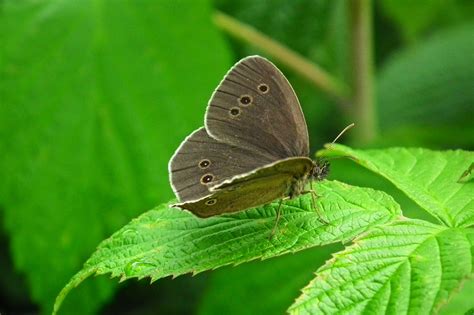 Butterfly Insect Raspberry Leaves Free Photo On Pixabay