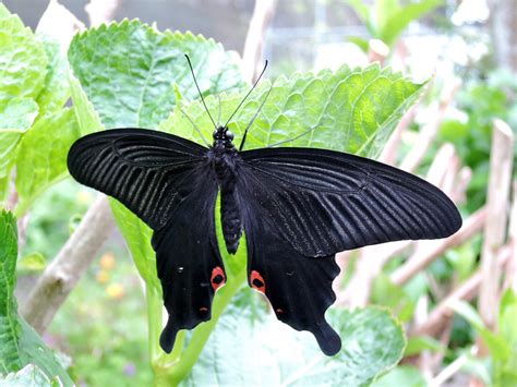 北茨城周辺の生き物 5月に見られた昆虫①
