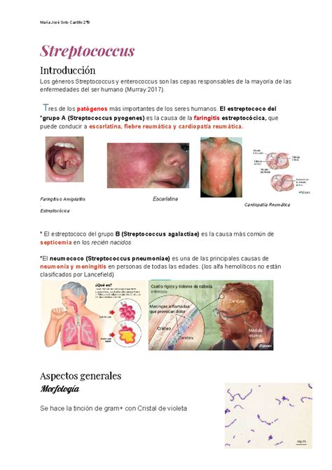 Streptococcus Pyogenes Su Estructura Bioquímica Morfología Y