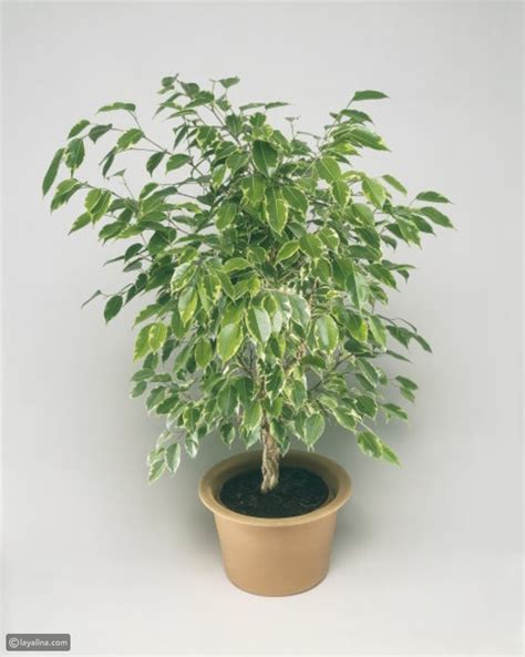 نبات فيكس بنجامينا منتدى الفرح المسيحى