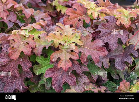 Oak Leaved Hydrangea Hydrangea Quercifolia Ruby Slippers Hydrangea