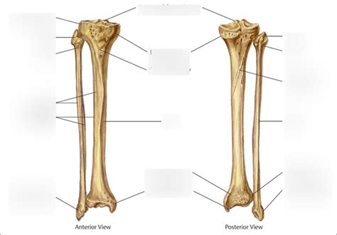 Fib And Tib Osteo Labeling Diagram Quizlet
