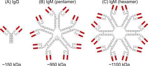 Structure Of A Igg B Pentameric Igm And C Hexameric Igm