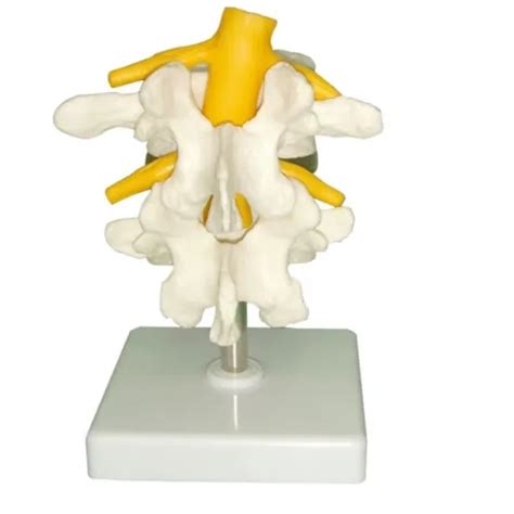 Factory Price Wholesale Two Segment Lumbar Spine Simulation Human