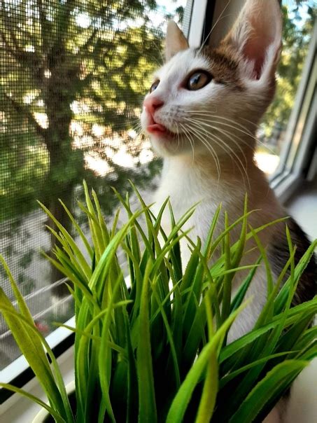 Семочка очень ждёт своих мам пап феноменальный очаровательный малыш Купить Продать