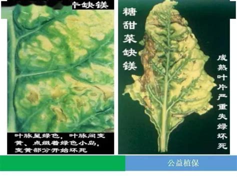 缺镁最全解释 土壤