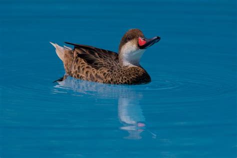 Database Startup Motherduck Lands 52 5m To Grow Its Duckdb Based Platform… Aaron Youshen Lim