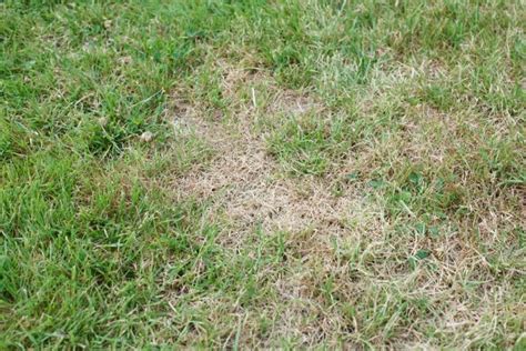 Grubs In The Lawn Heres How To Get Rid Of Them