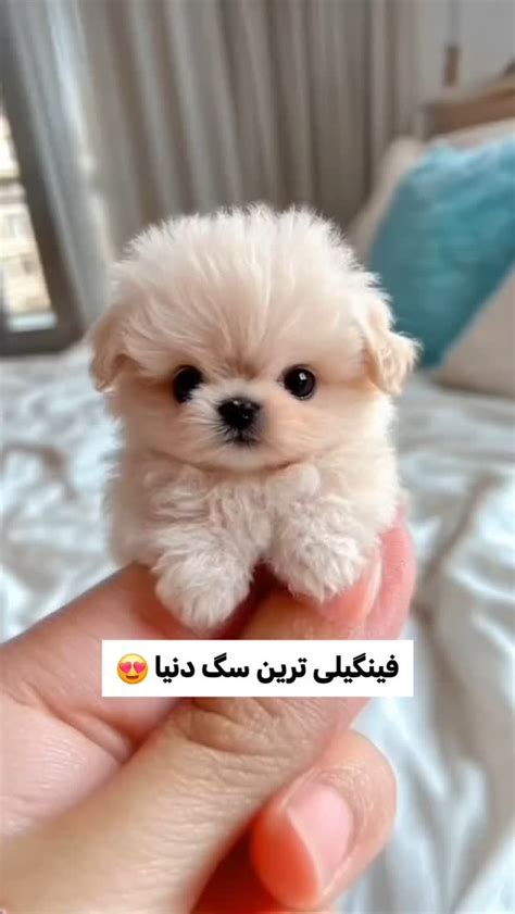 ‎پت مگ مجله سگ و گربه‎ ‎🐾😍 یک دل نه، صد دل عاشق این کوچولوی ناز شدم
