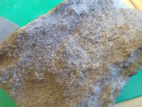 Whats In The Lab Fossil Formation Sockmonkey Science