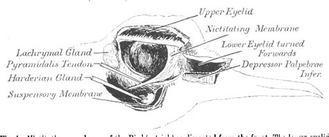 Nictitating Membrane Diagram