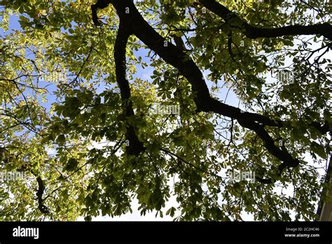 Tree From Above Hi Res Stock Photography And Images Alamy