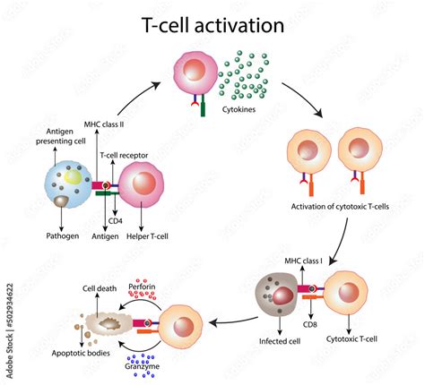 Stockvektorbilden T Cell Activation Diagram Helper T Cell And