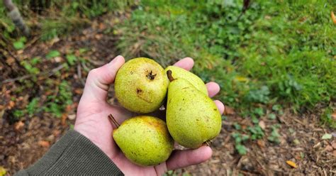 An English Homestead Invincible Pear