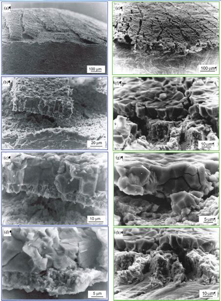 Comparison Of The Microstructure Fractures Of The Outer And Interior Download Scientific