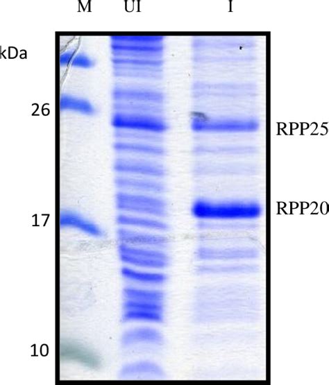 Figure 4 From Towards Reconstitution Of Human Rnase P Protein Subunits With Human And Bacterial