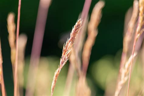 Tall Grass Macro Photo Download Free Nature Stock