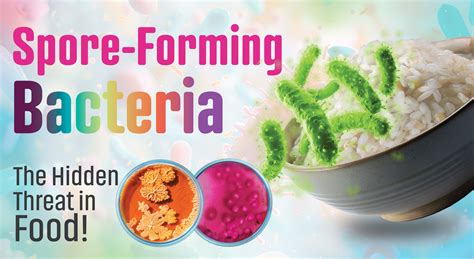 Spore Forming Bacteria Foodborne Disease Food Spoilage Bacterial Spores Microbiological Testing