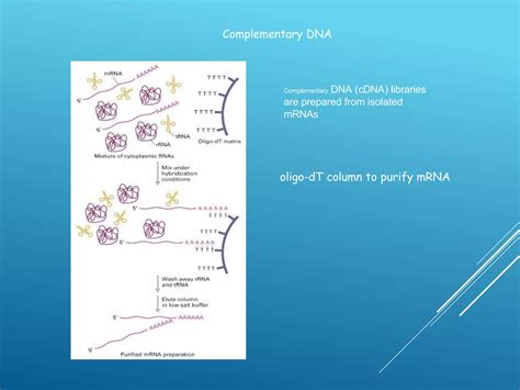 Molecular Cloningpptx