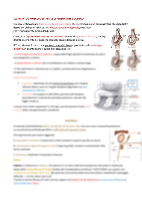 Solution Organi Retroperitoneali Anatomia Osteopatia Studypool