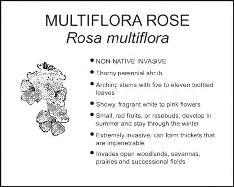 Multiflora Rose Smart Garden Signs