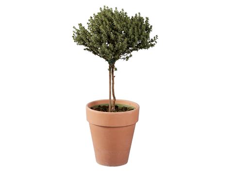 Италиански подправки Лидл Oferta Bg