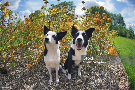 사랑스러운 흑백 단발 보더 콜리 개 두 마리가 여름에 피는 노란 진달래 관목 옆의 나무 뿌리 덮개 공원에 앉아 함께 포즈를