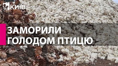 Загинуло 4 4 млн курей росіяни знищили найбільшу птахофабрику в Україні БукІнфо