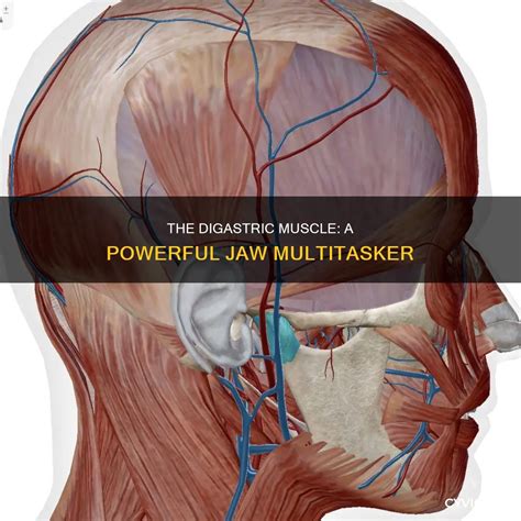 The Digastric Muscle A Powerful Jaw Multitasker Cyvigor