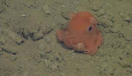 Cute Pac Man Like Octopus Now Named Adorabilis Guardian Liberty Voice
