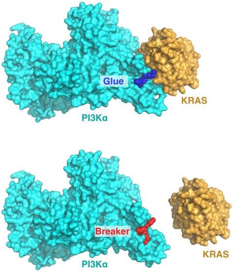 Drug Blocking Cancer Driving Ras Pi3k Pathway Enters Clinical Trials Frederick National Laboratory