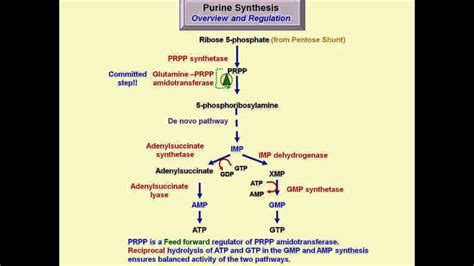 Nucleotide Metabolism Nucleic Acid Synthesis