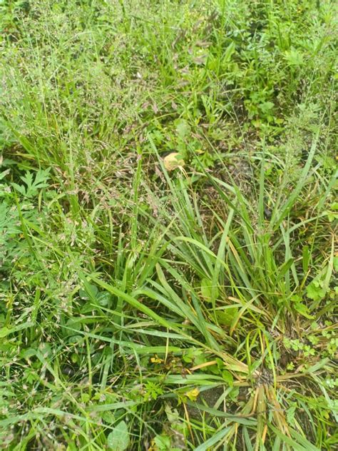 知风草四川唐家河国家级自然保护区 中国自然保护区生物标本资源共享平台
