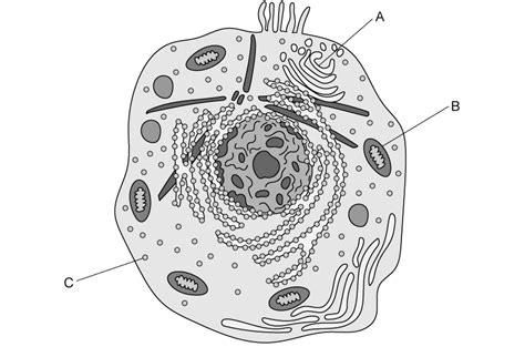 Cells As The Basic Units Of Living Organisms Cie As Biology Exam Questions 2025
