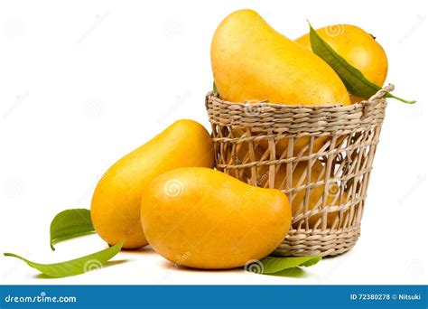 Ripe Mangoes On Tree Bunch Of Fresh Mangoes Hanging From Tree Royalty