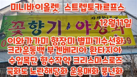 미니바이올렛 향수작약 뉴질랜드앵초 씨클라멘 동백 꽃향기야생화 Youtube