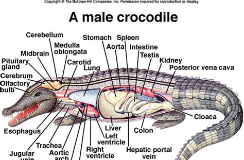 Crocodile Front Limbs Structure Labeled Diagram What The Dif