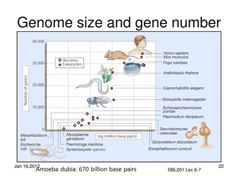 Ppt Genomes And Genomics Powerpoint Presentation Free Download Id 5809262