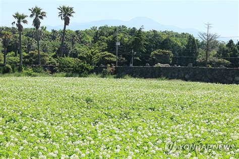 제주는 메밀꽃 필 무렵 연합뉴스