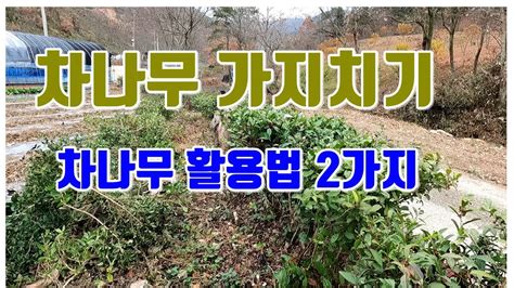 녹차나무 가지치기 요령 녹차나무를 이용한 2가지 활용방법 녹차나무키우기 Youtube