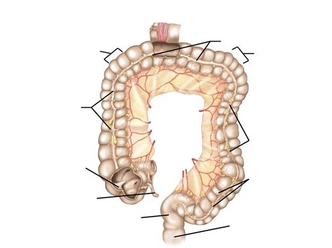 Colon Diagram Quizlet