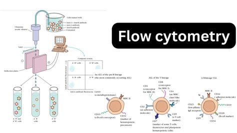 Flow Cytometry Principle Process Uses Biology Notes Online